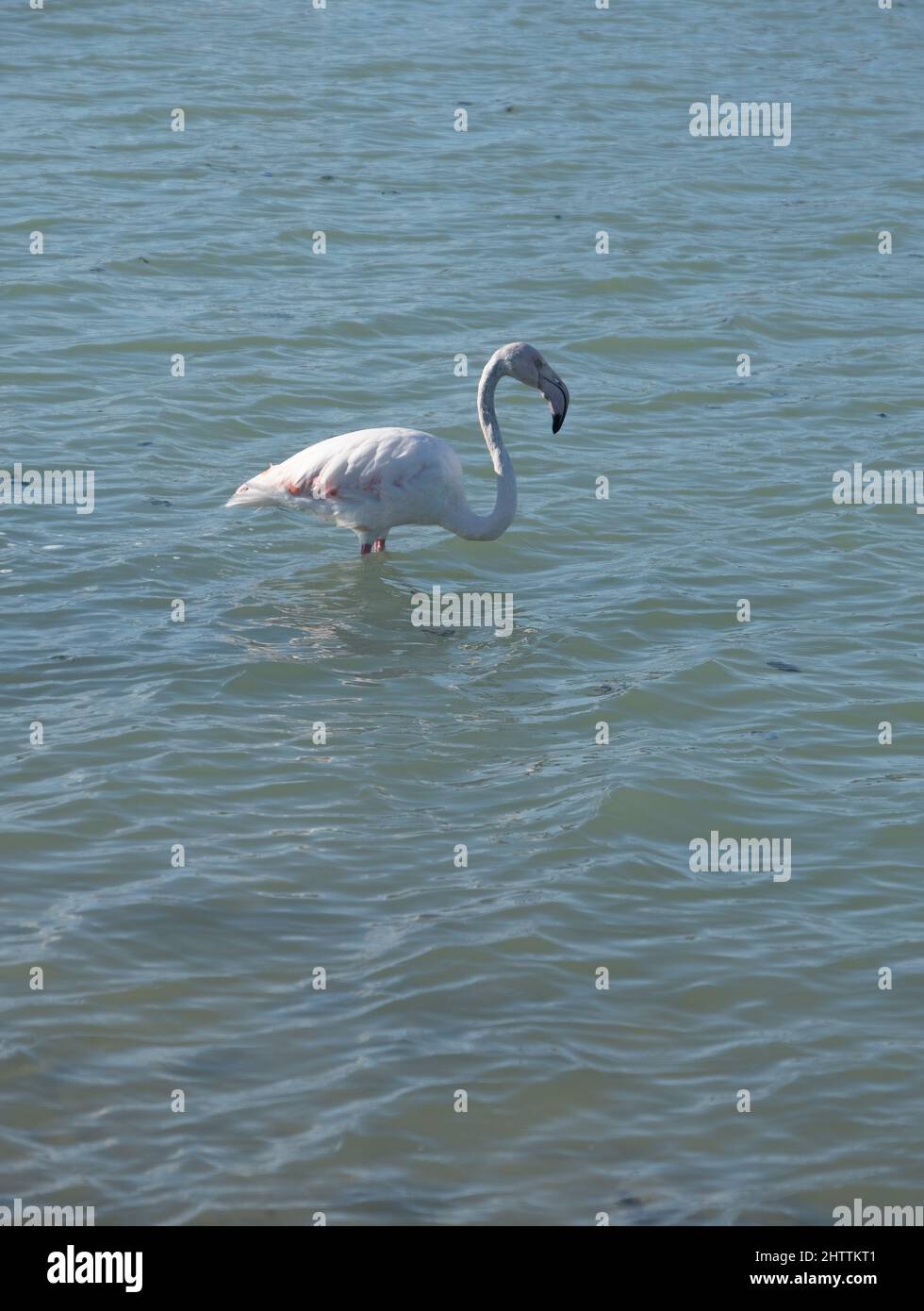 flamingo at the Costa Calida of Spain in the area of San Javier just ...