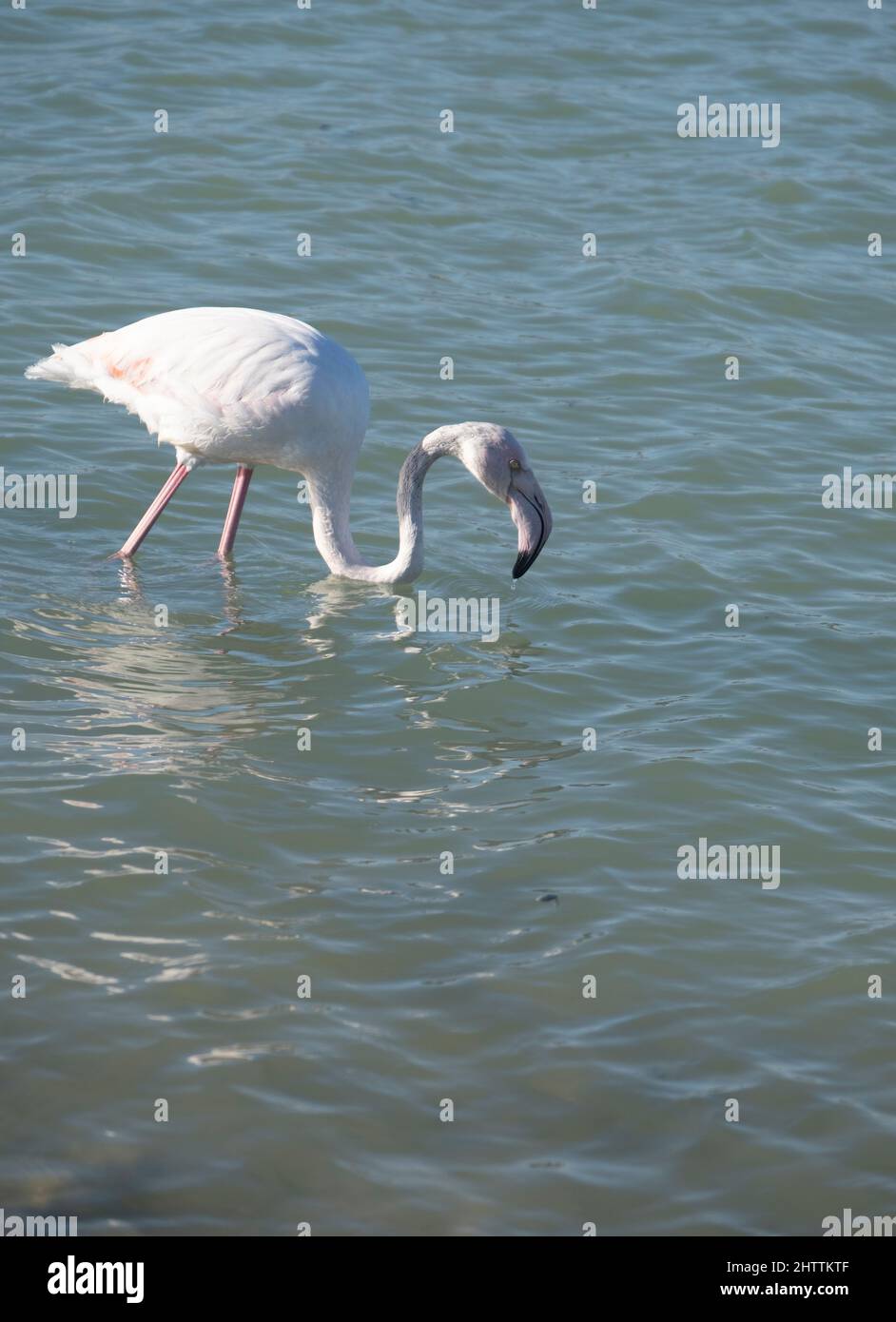 flamingo at the Costa Calida of Spain in the area of San Javier just ...