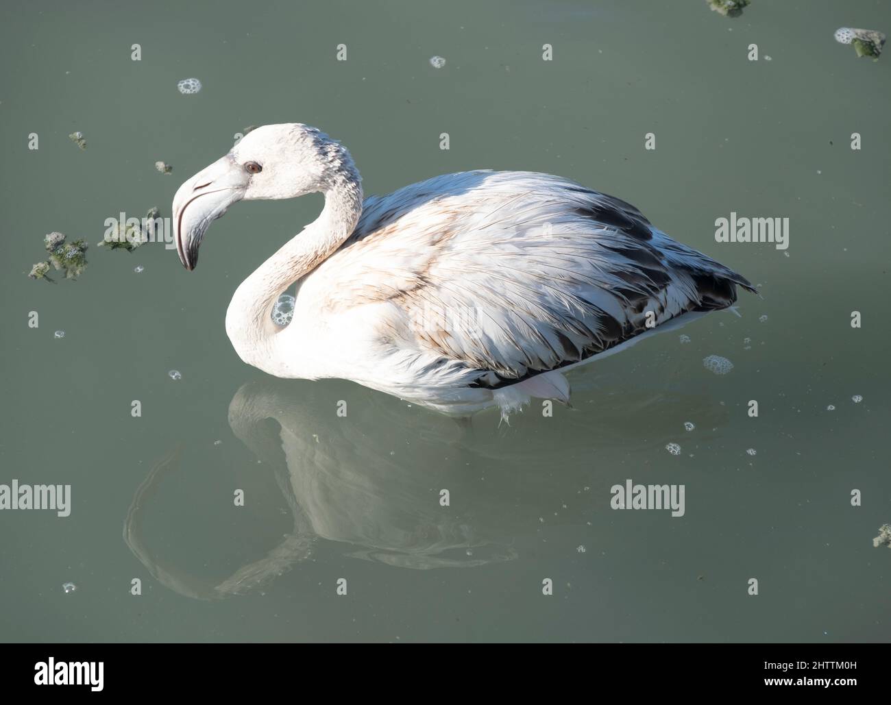 flamingo at the Costa Calida of Spain in the area of San Javier just ...