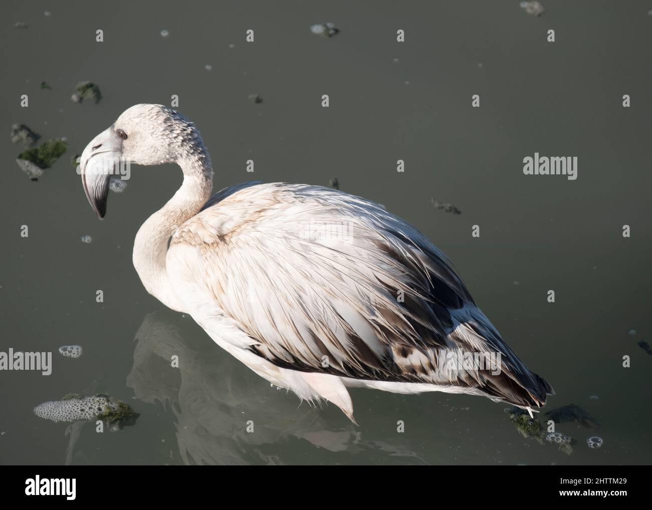 flamingo at the Costa Calida of Spain in the area of San Javier just ...