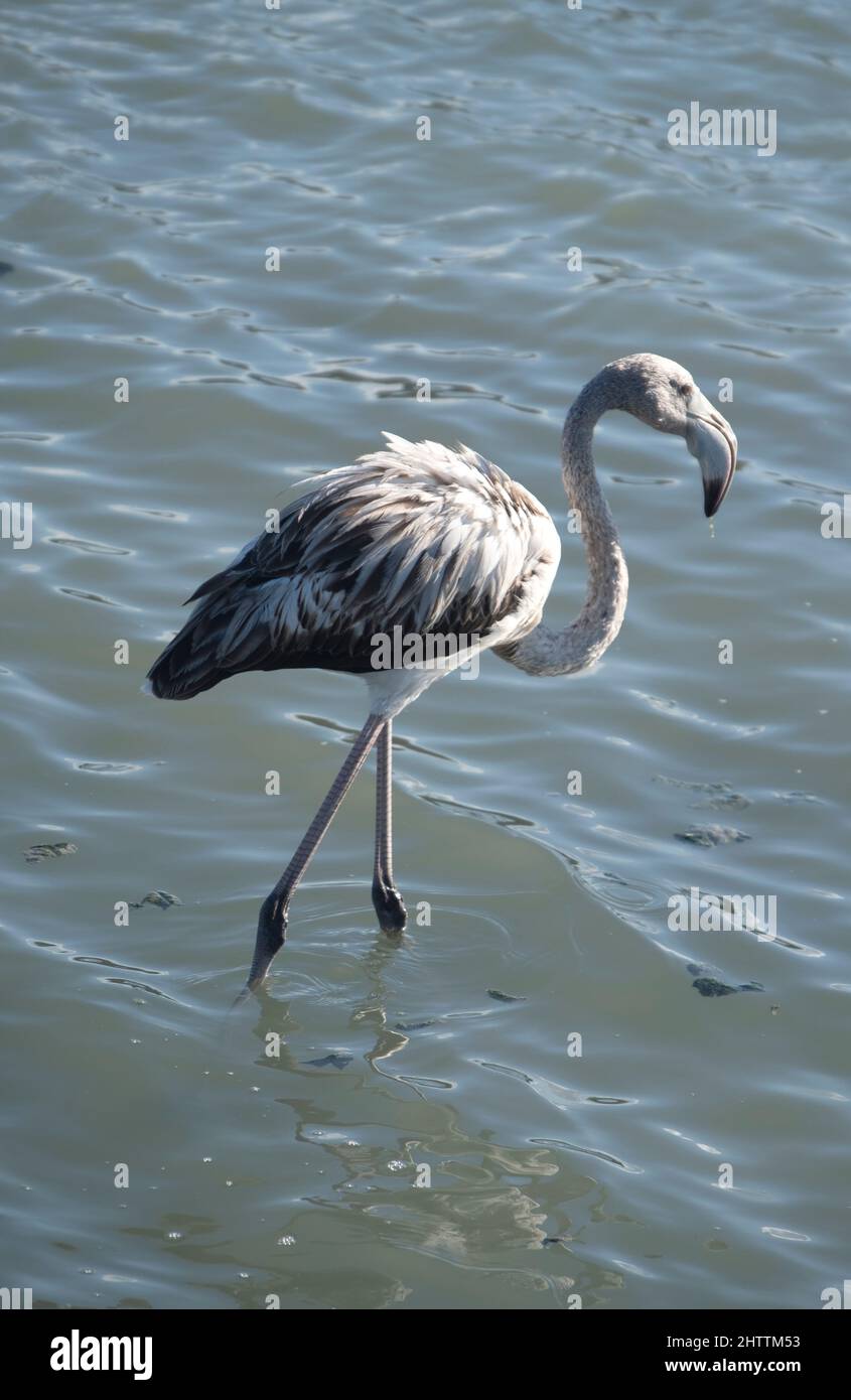flamingo at the Costa Calida of Spain in the area of San Javier just ...