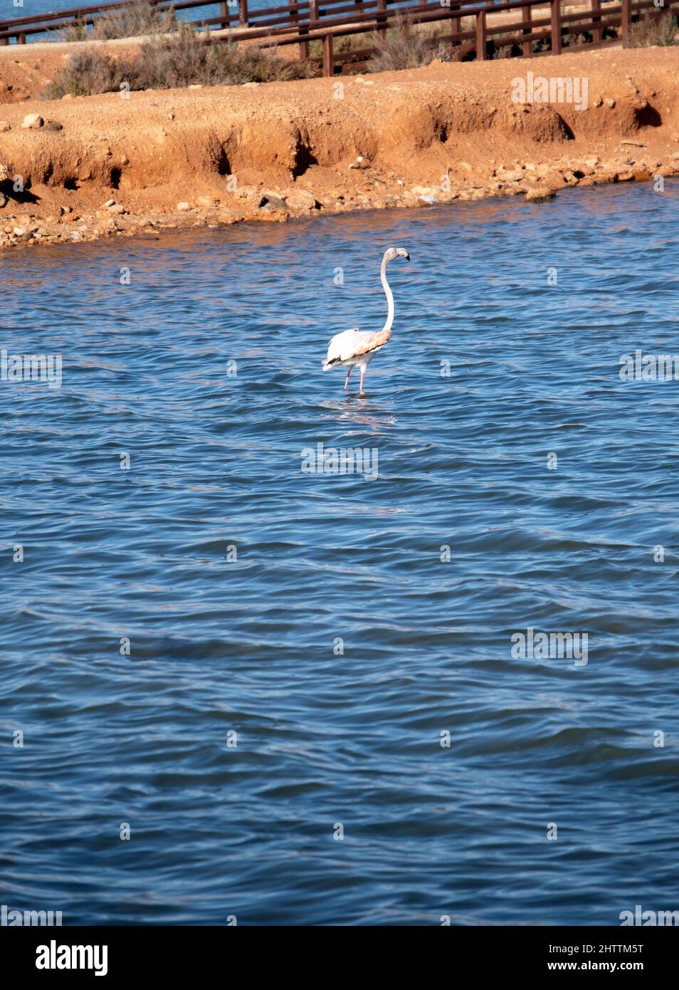 flamingo at the Costa Calida of Spain in the area of San Javier just ...