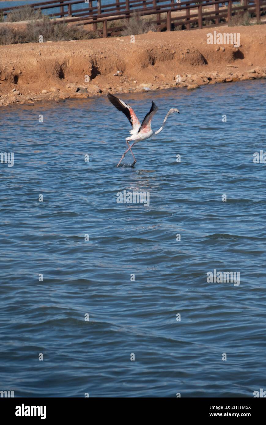flamingo at the Costa Calida of Spain in the area of San Javier just ...