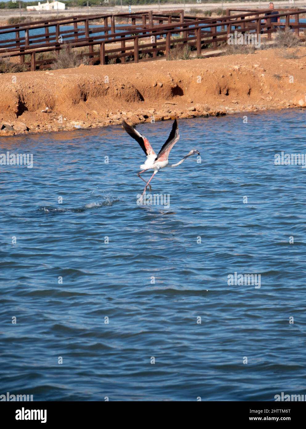 flamingo at the Costa Calida of Spain in the area of San Javier just ...