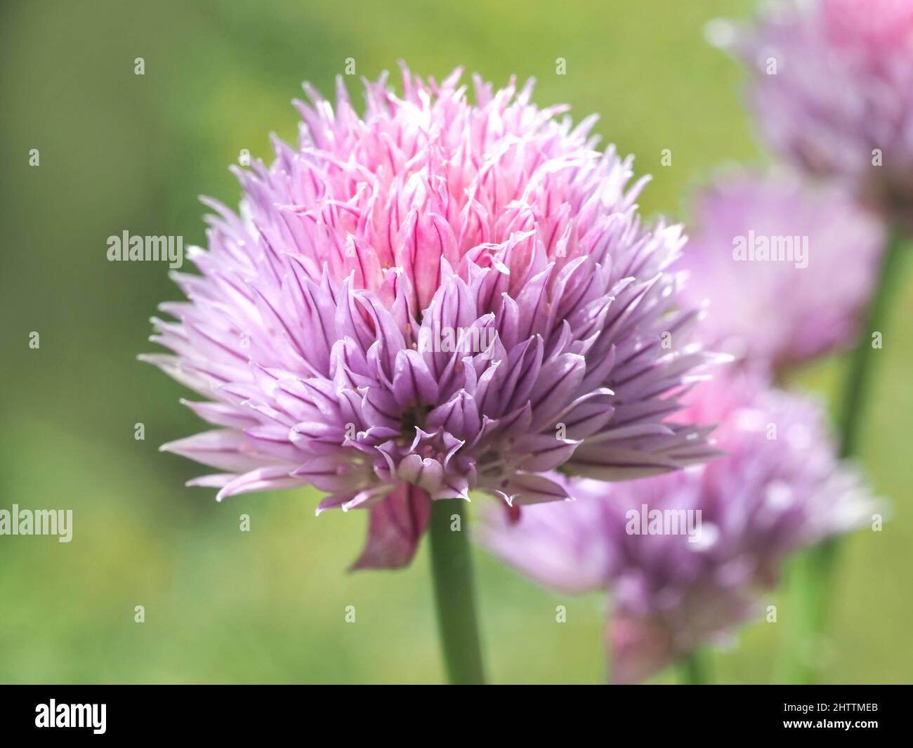 Pretty pink chive flowers in a summer garden Stock Photo - Alamy