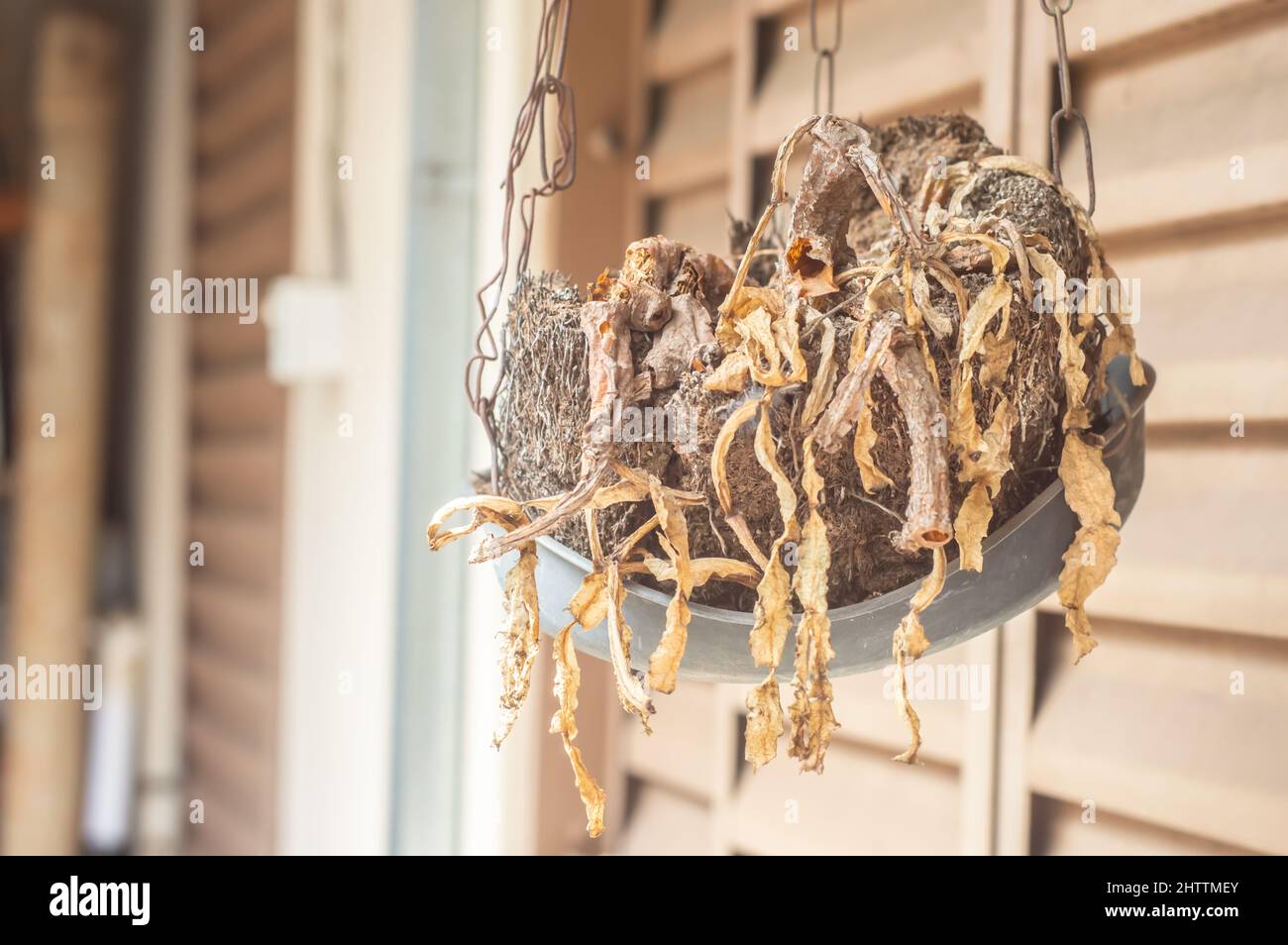 Plant pot with dry plant and antique window in the background,aged ...