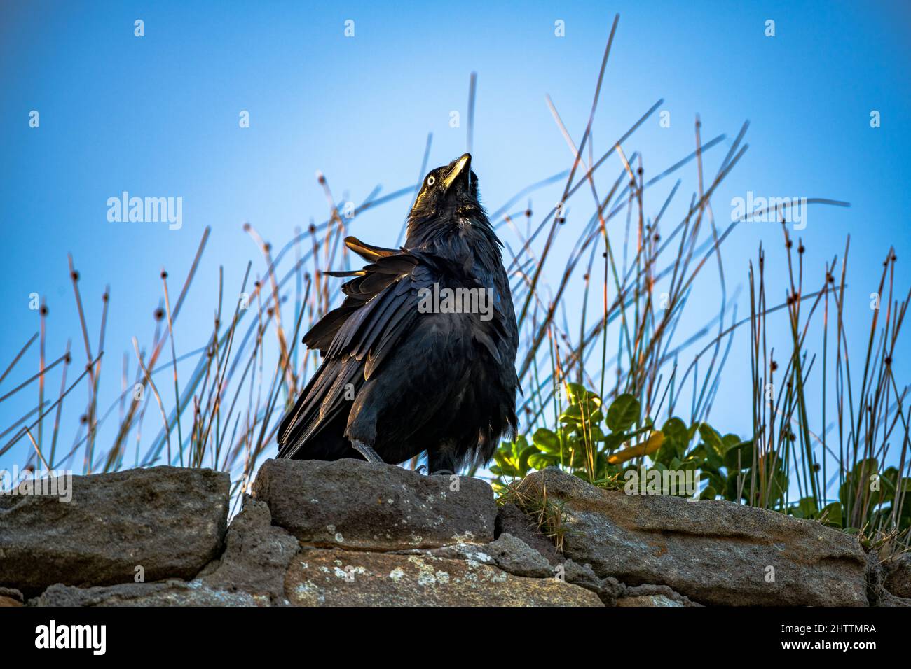 Australian blackbird hi-res stock photography and images - Alamy