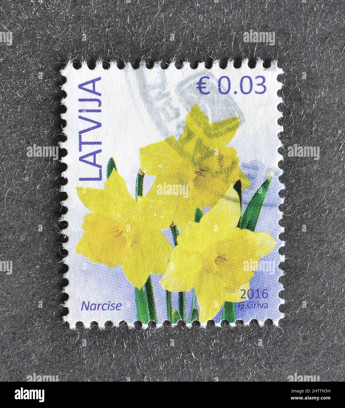 Cancelled postage stamp printed by Latvia, that shows Wild Daffodil ...