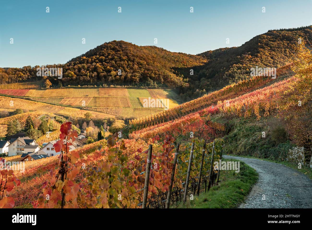 Beautiful vineyards landscape in fall hi-res stock photography and ...