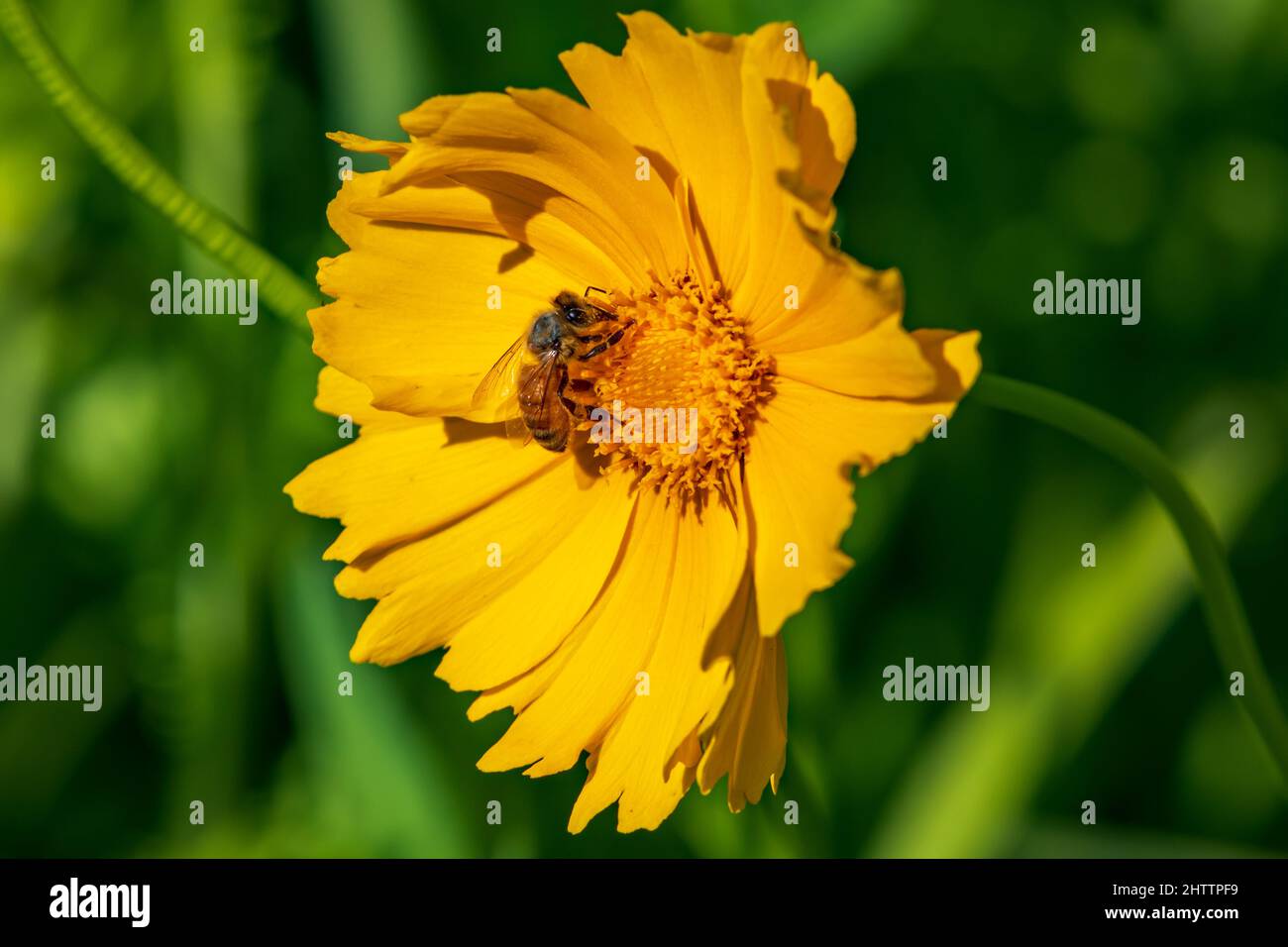 Selective shot of western honey bee on lance leaf coreopsis Stock Photo ...