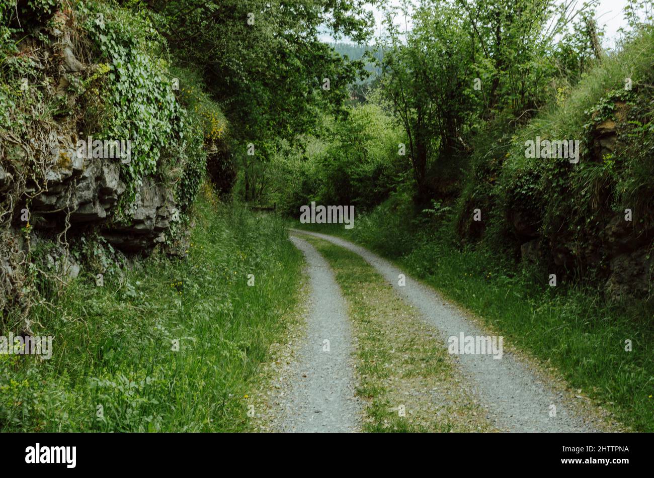 Green mountains landscape with old dirt road overgrown with grasses and ...