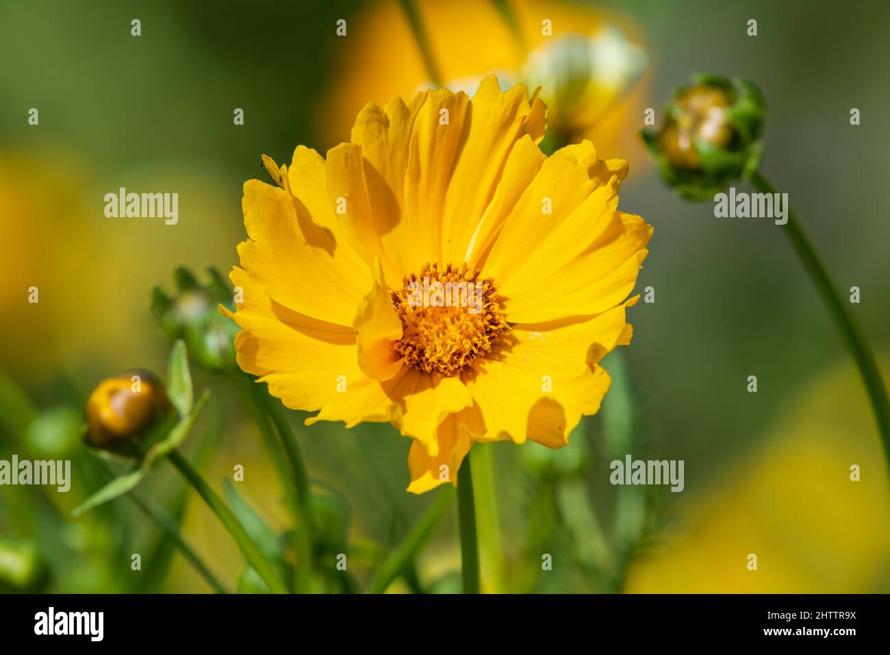Lance leaf coreopsis hi-res stock photography and images - Alamy