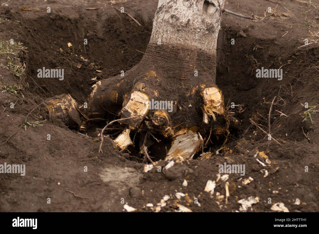 Tree uprooting and removal. Undermined walnut tree with chopped roots ...