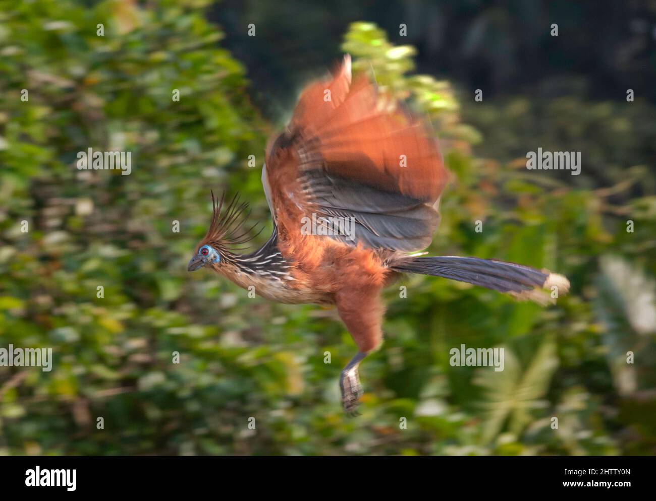 Hoatzin "Stinky Turkey" Bird in Ecuador rainforest Stock Photo - Alamy