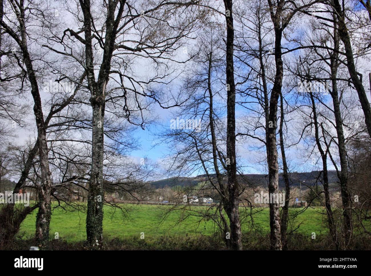 sky was turning blue as we walked through the forest Stock Photo - Alamy