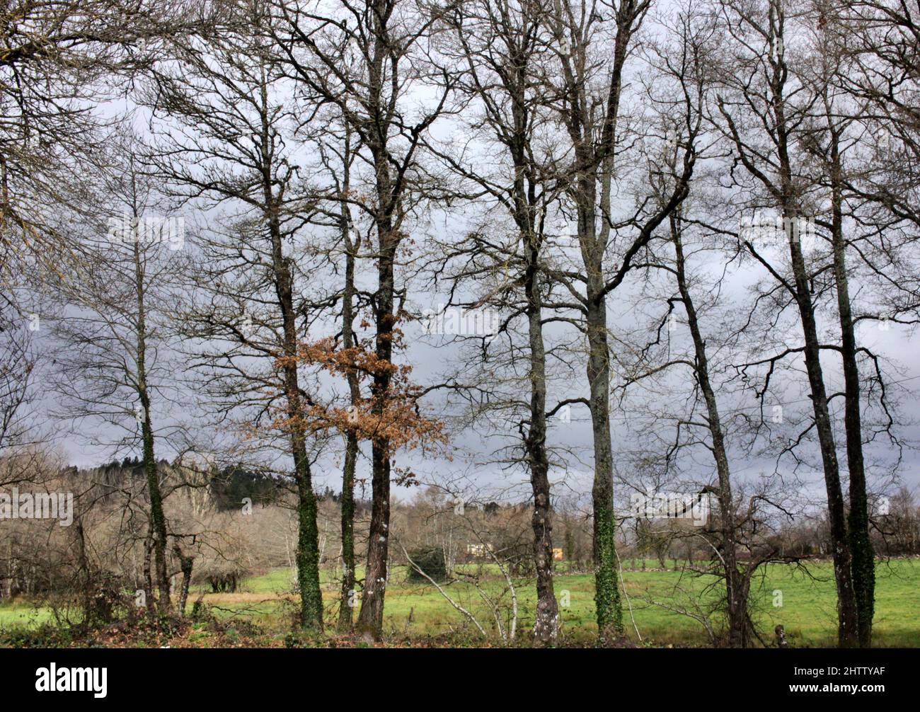 walking by the river and watching trees Stock Photo - Alamy