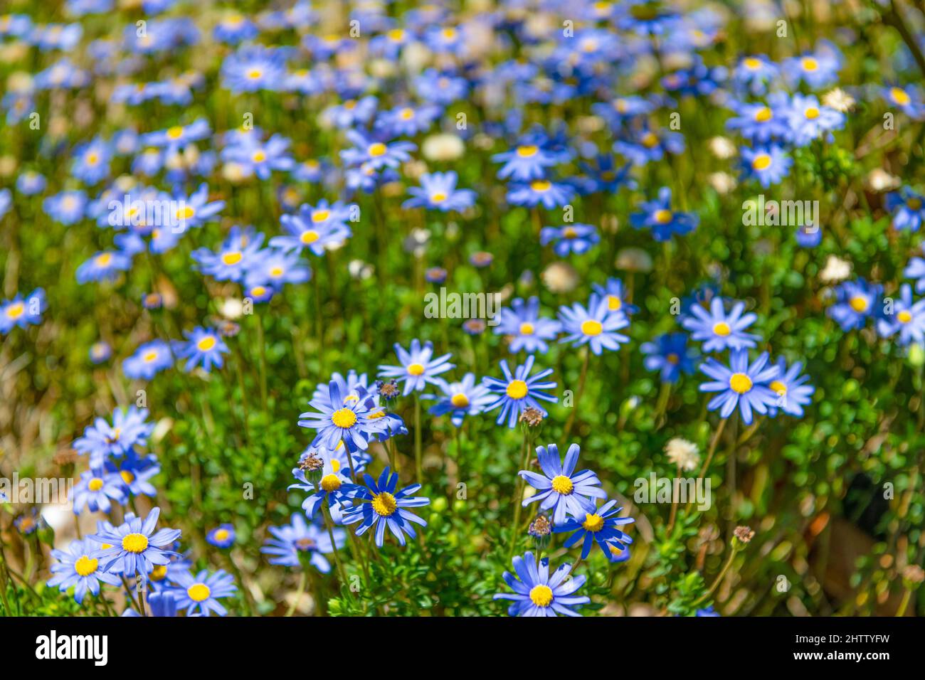 Blue daisy flowers blooming in summer meadow Stock Photo - Alamy