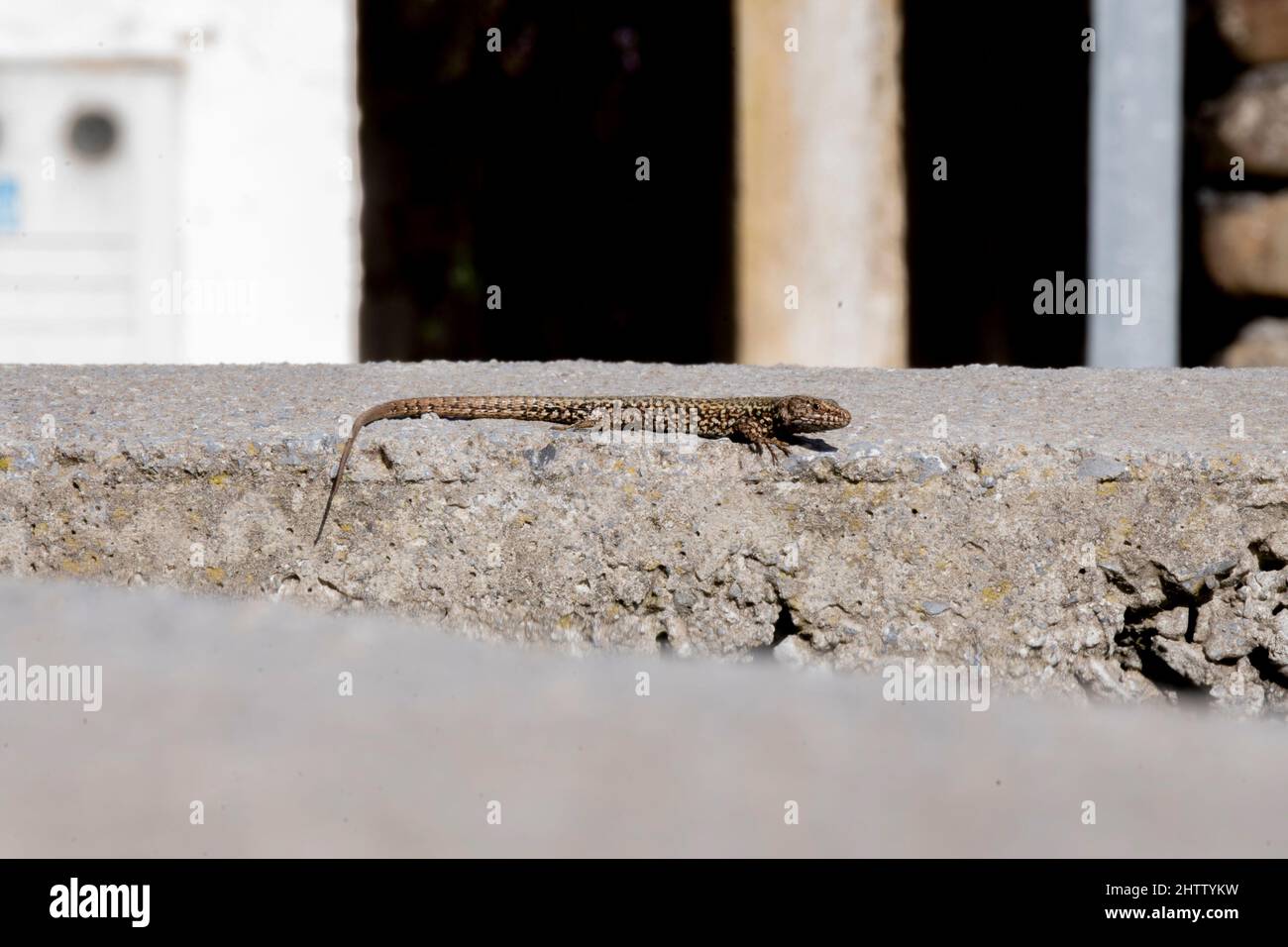 A common wall lizard podarcis muralis basking in the sun Stock Photo ...