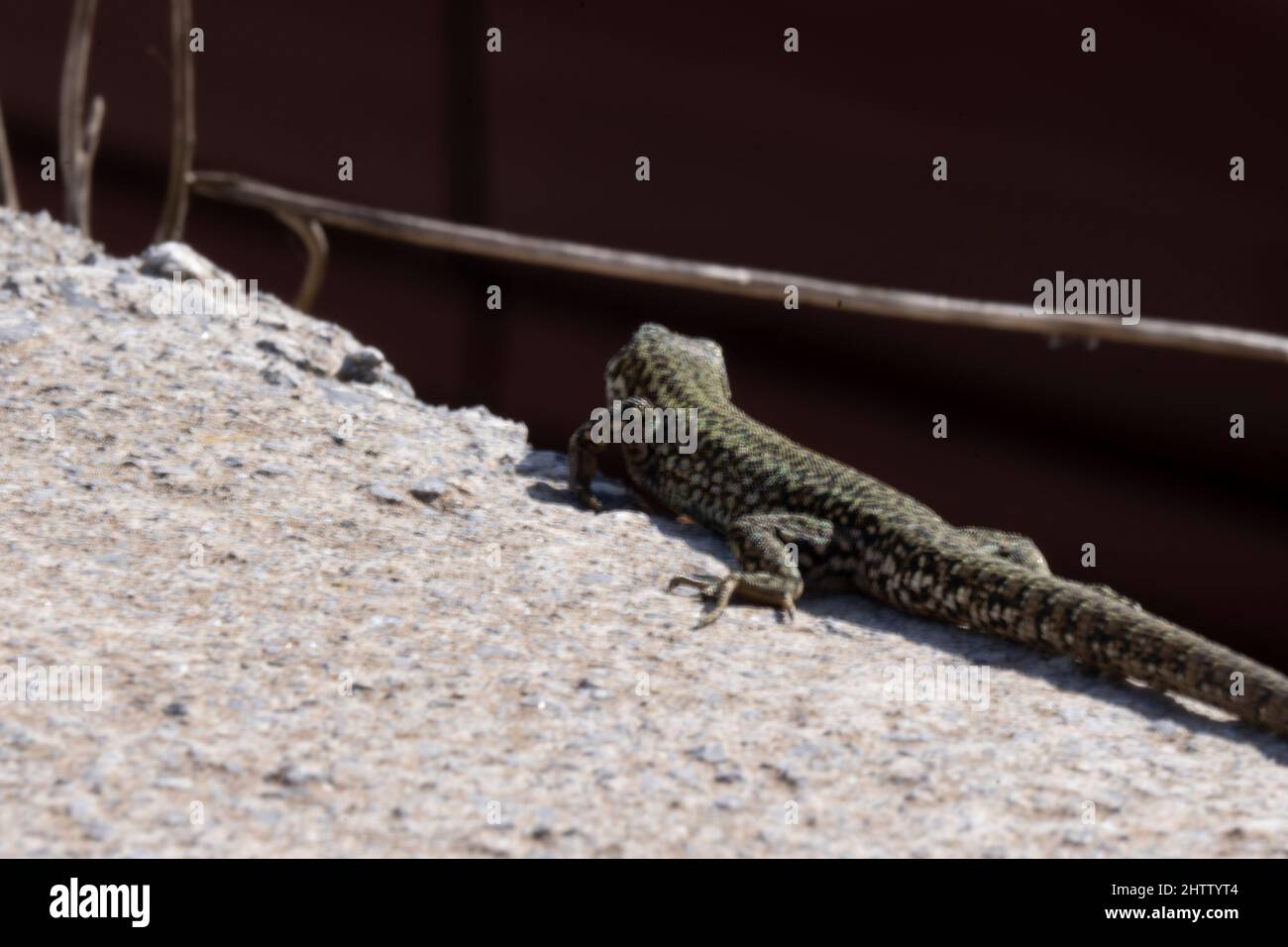 A common wall lizard podarcis muralis basking in the sun Stock Photo ...