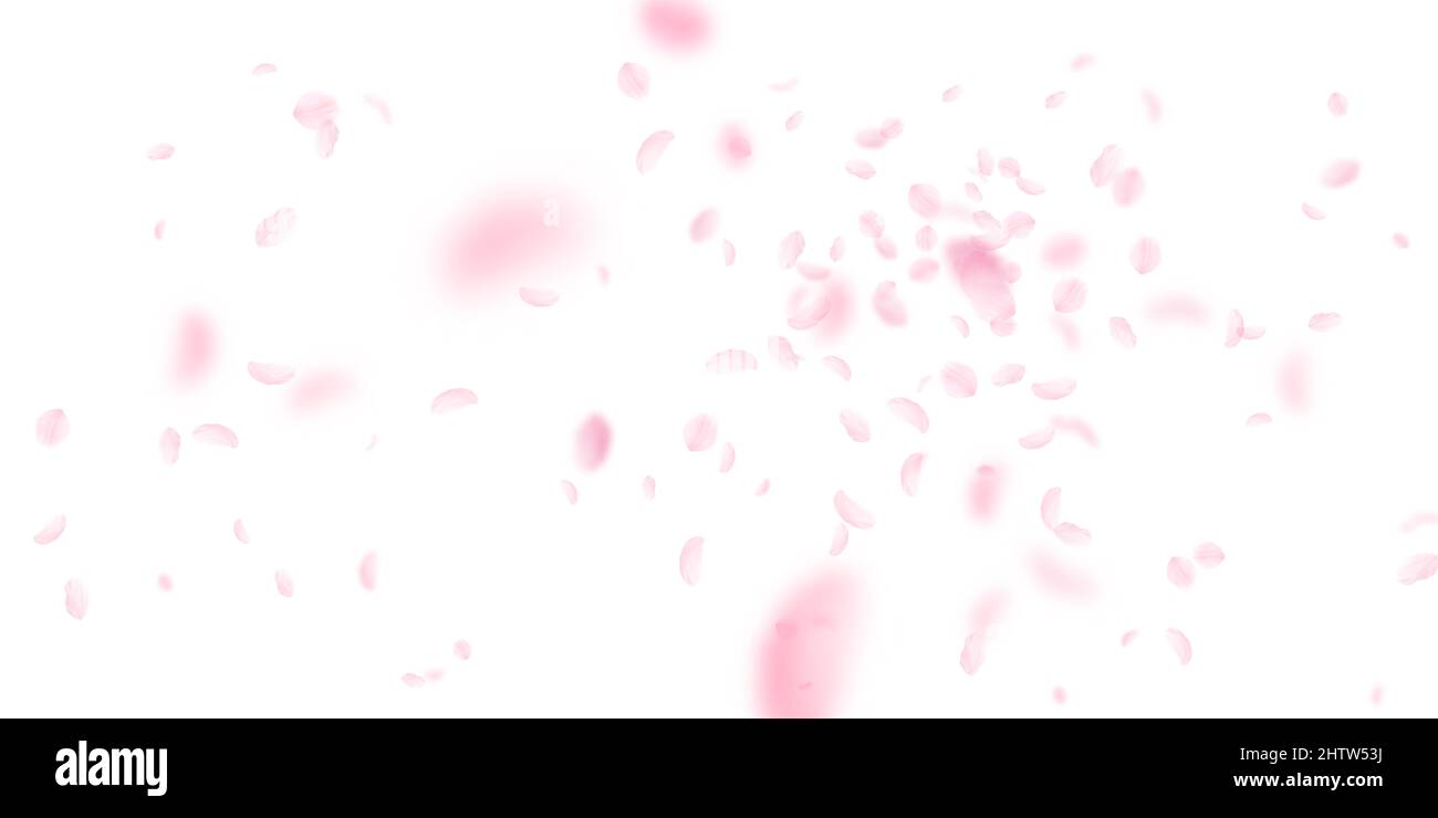 Sakura petals falling down. Romantic pink flowers explosion. Flying ...