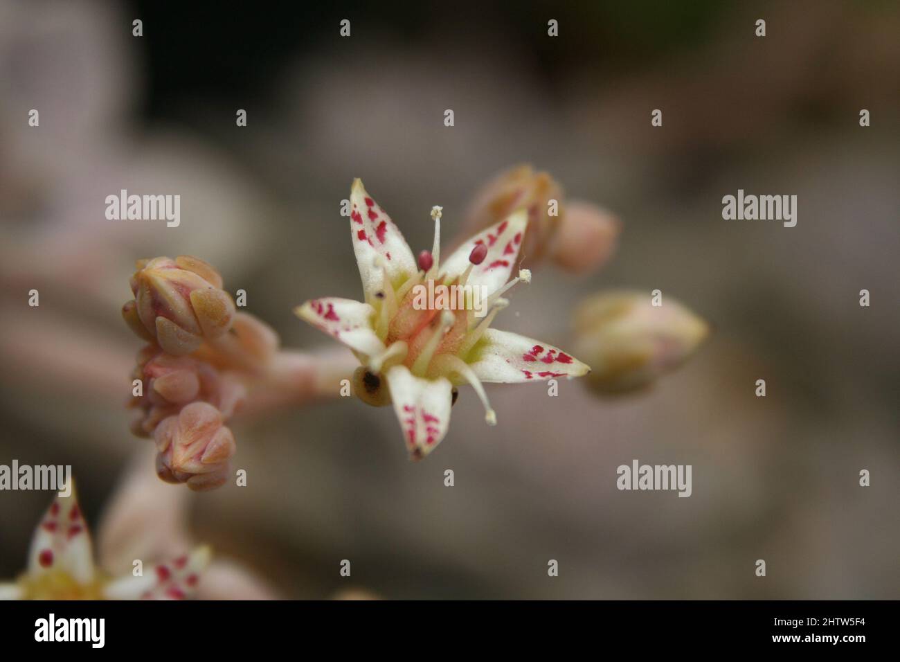 Hen and chicks succulent in bloom hi-res stock photography and images ...