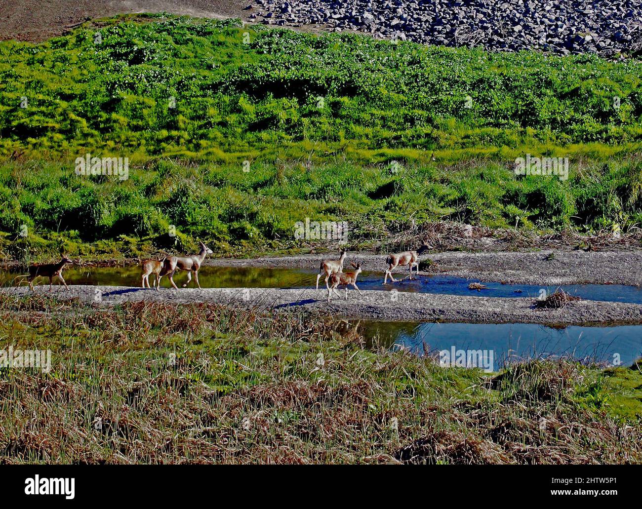Deer cross hi-res stock photography and images - Alamy