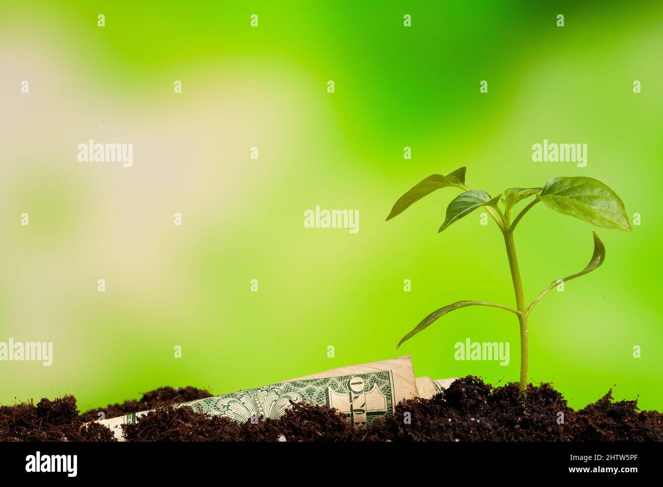 Image of bank notes rolled around plants on soil for business Stock ...