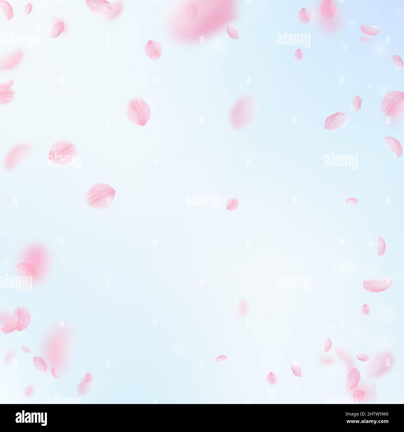 Sakura petals falling down. Romantic pink flowers vignette. Flying ...