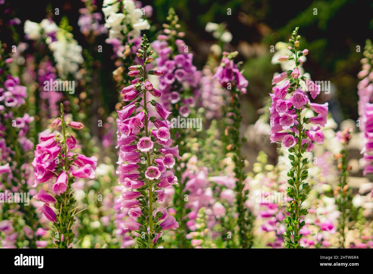 Real beauty nature background. Digitalis herb plant shrub foxglove ...