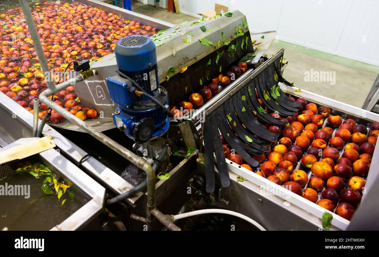Harvest of peaches on sorting line at plantation warehouse Stock Photo ...