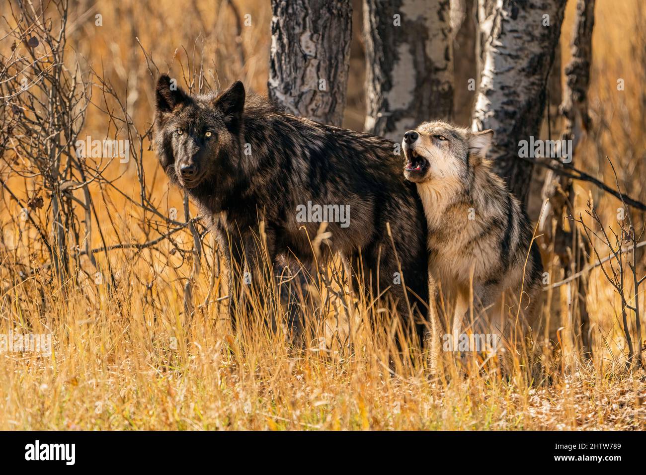 Alpha wolves hi-res stock photography and images - Alamy