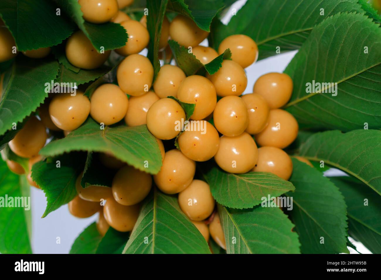 Cherry tree branch with ripe yellow fruits Stock Photo - Alamy