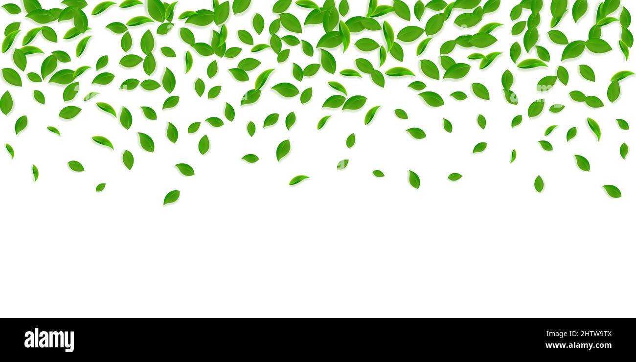 Falling green leaves. Fresh tea chaotic leaves flying. Spring foliage ...
