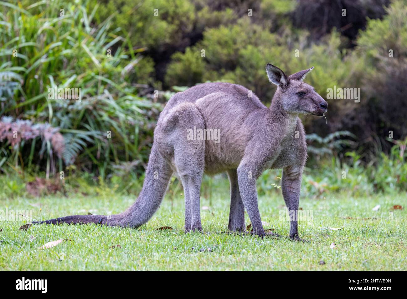 Large Buck Eastern Grey Kangaroo Stock Photo - Alamy