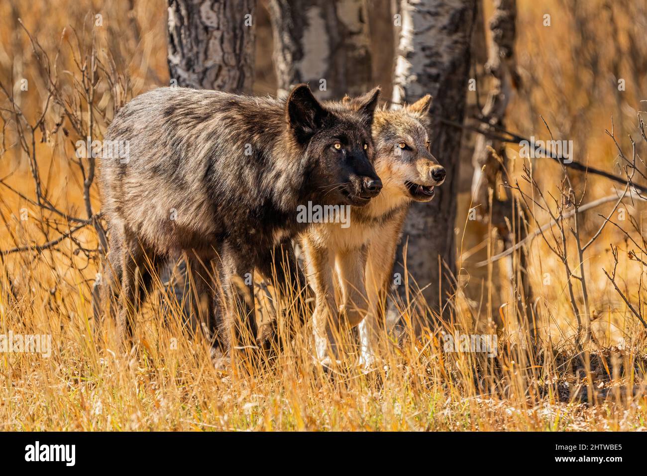 Alpha wolves hi-res stock photography and images - Alamy