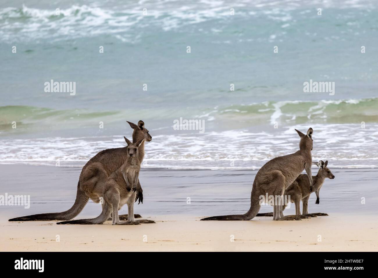 Kangaroos on beach hi-res stock photography and images - Alamy