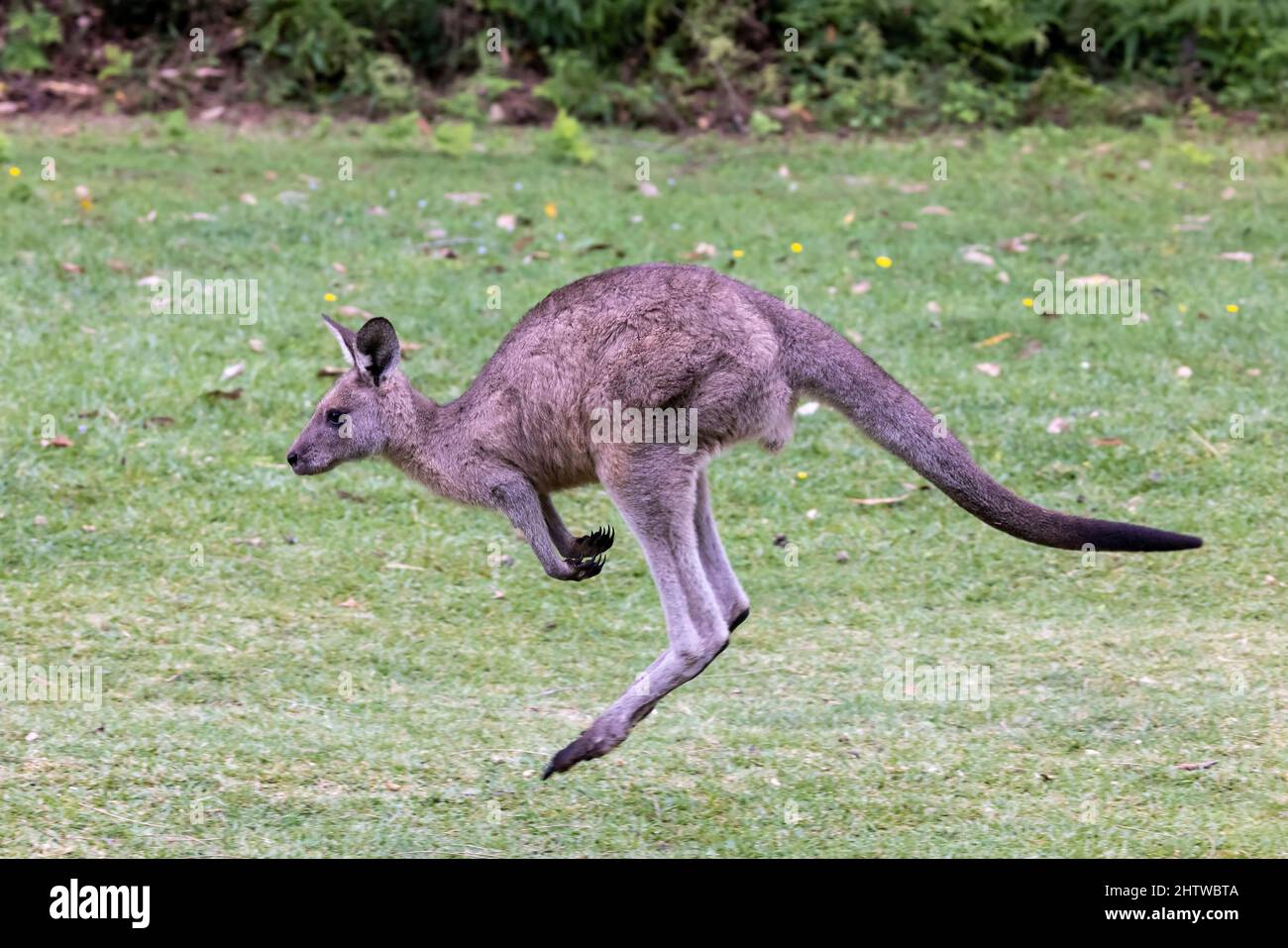 Eastern Grey Kangaroo jumping or bounding away Stock Photo - Alamy