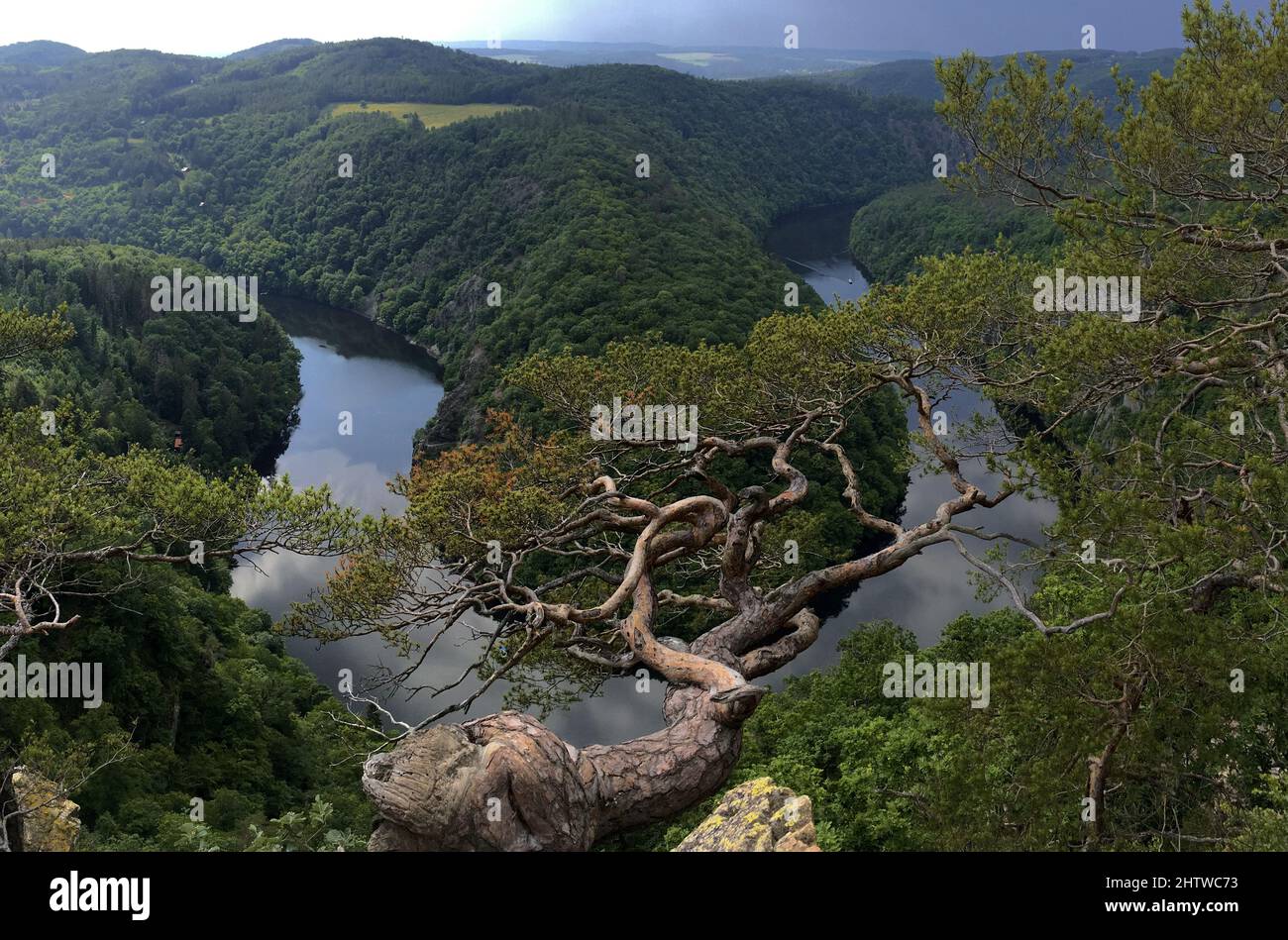 Scenic view of a meander tree on the river Vltava surrounded by pine forest mountains Stock ...