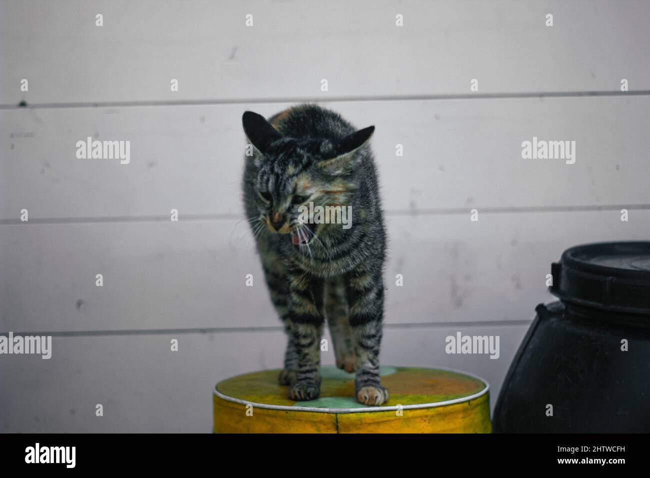 A black cat sits on a stool. close up of a friendly black cat Stock ...