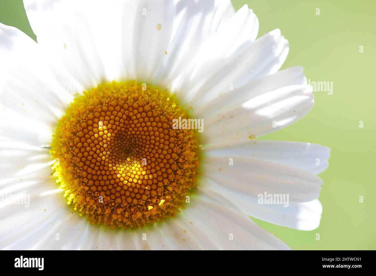 A close-up and very detailed photo of a chamomile flower. A close-up ...