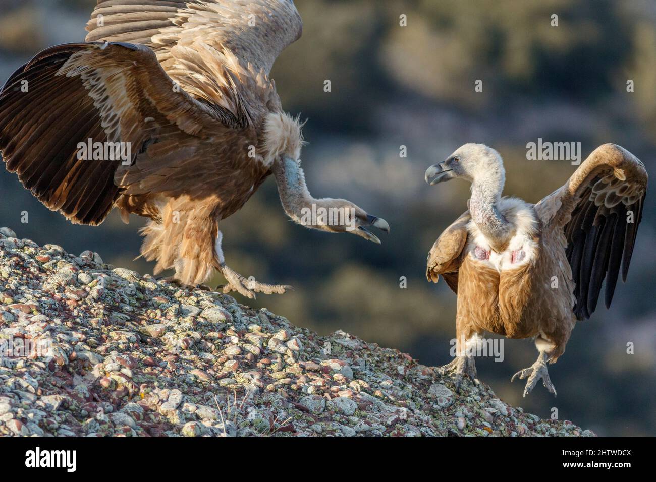 Vulture fighting hi-res stock photography and images - Alamy