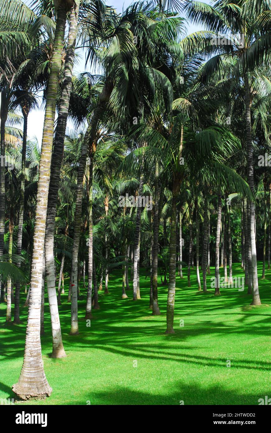 Golfing palm trees hi-res stock photography and images - Alamy
