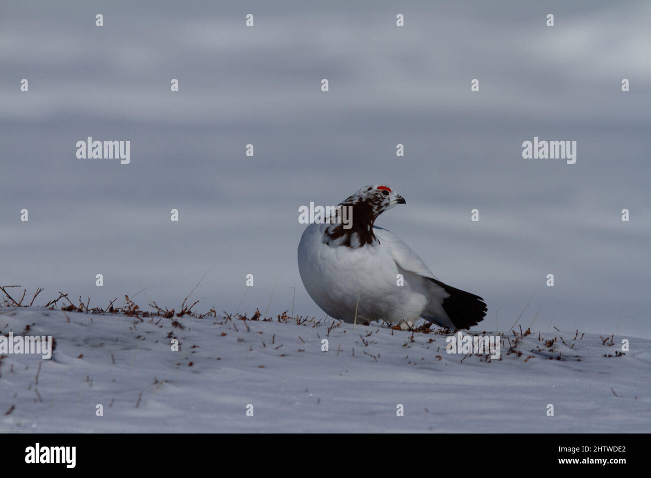 Nunavut Rock Ptarmigan