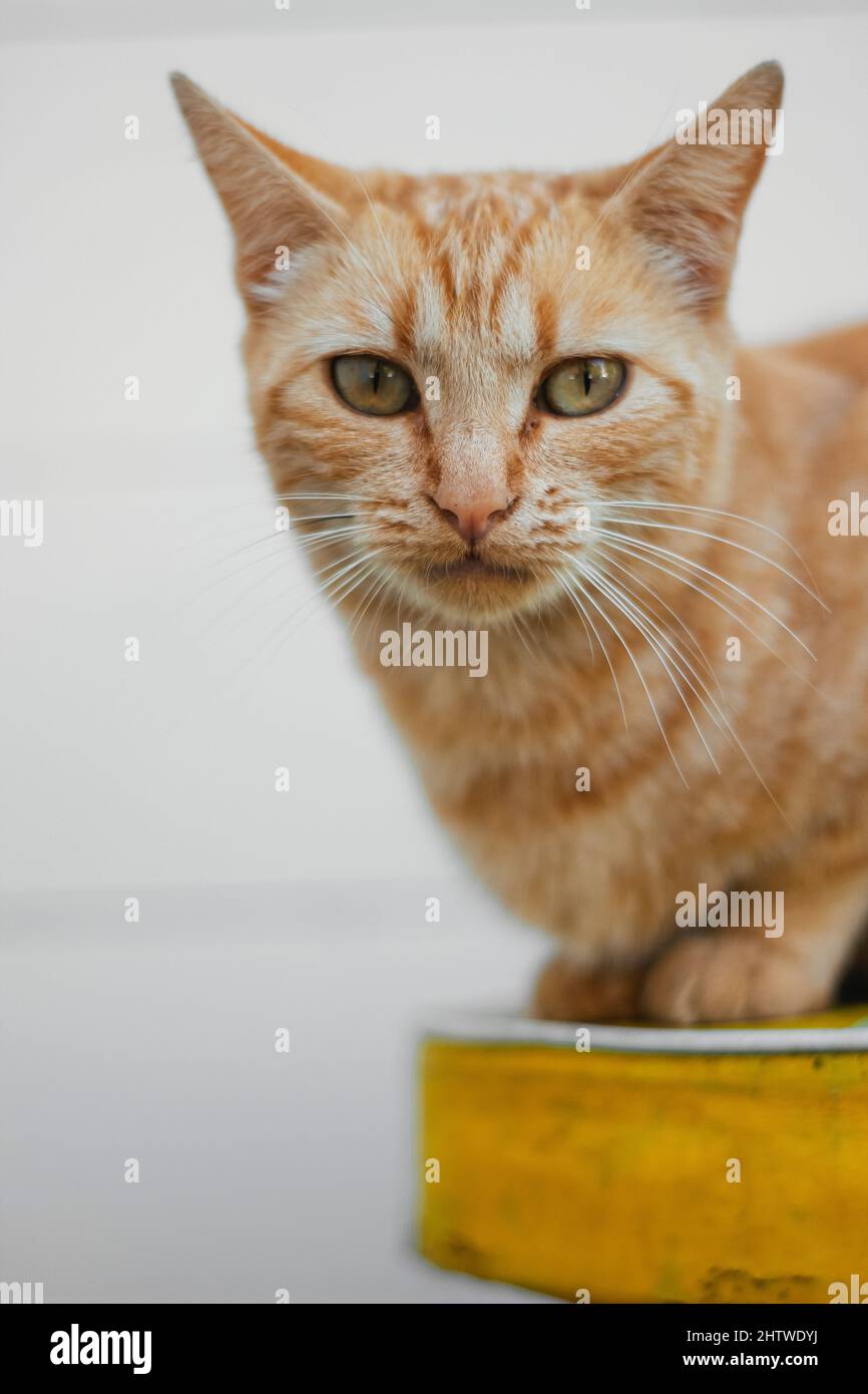 close-up of blond and white cat on a stool with wooden background ...