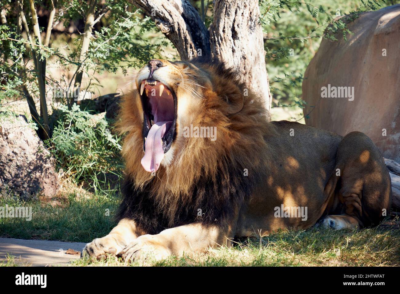 Lion at Phoenix zoo Stock Photo - Alamy