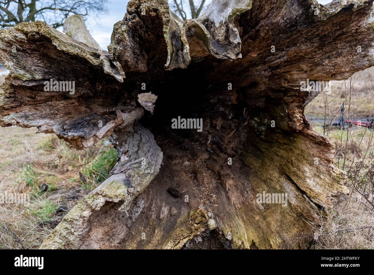 Uprooted dead tree with a huge hole Stock Photo - Alamy