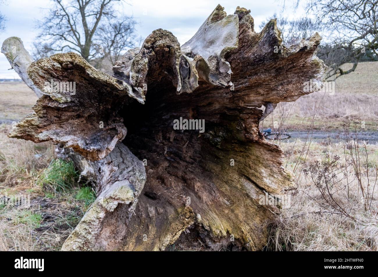Uprooted dead tree with a huge hole Stock Photo - Alamy