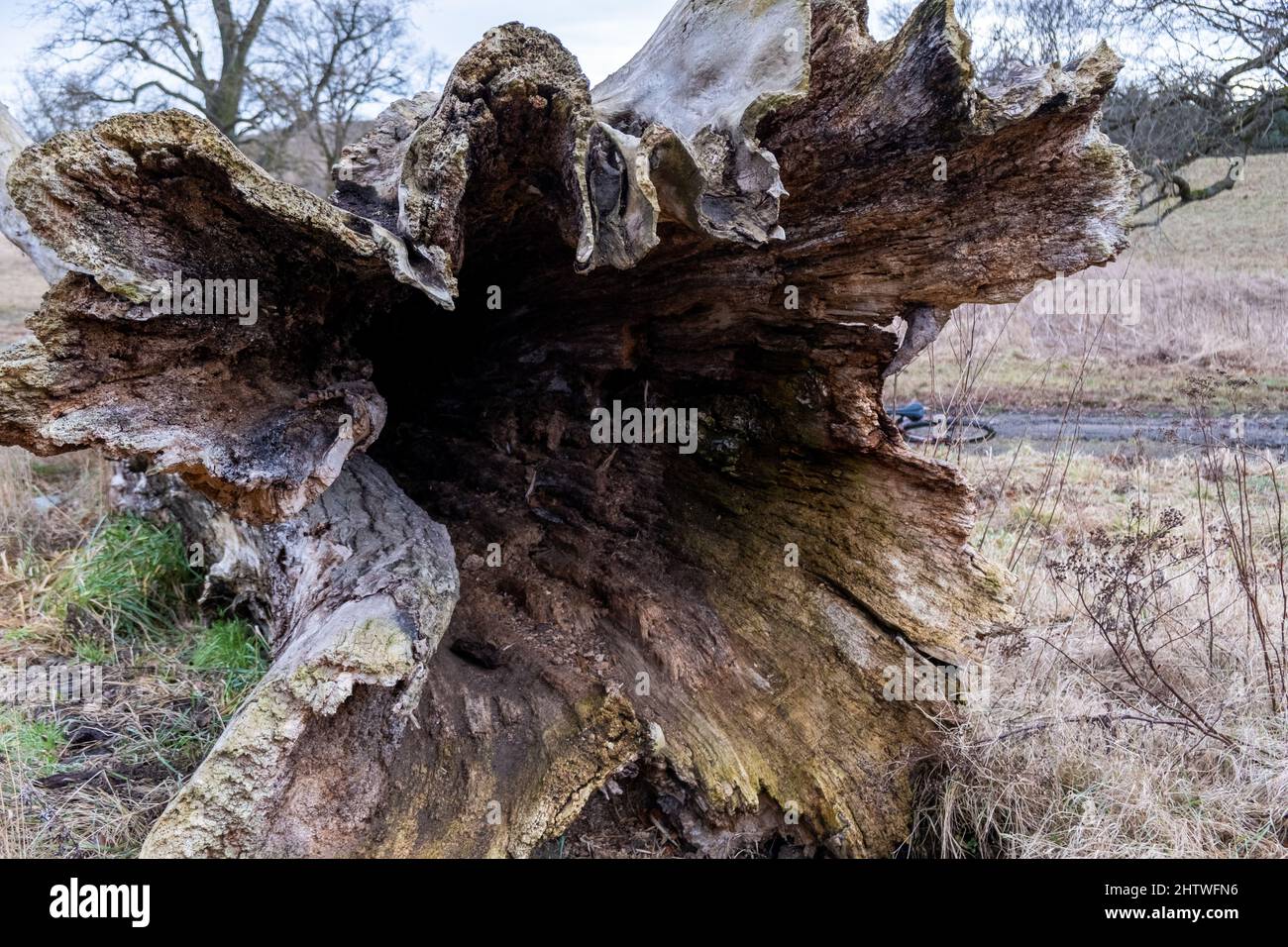 Uprooted tree hole hi-res stock photography and images - Alamy