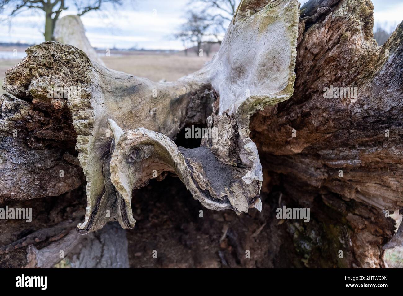Uprooted dead tree with a huge hole Stock Photo - Alamy
