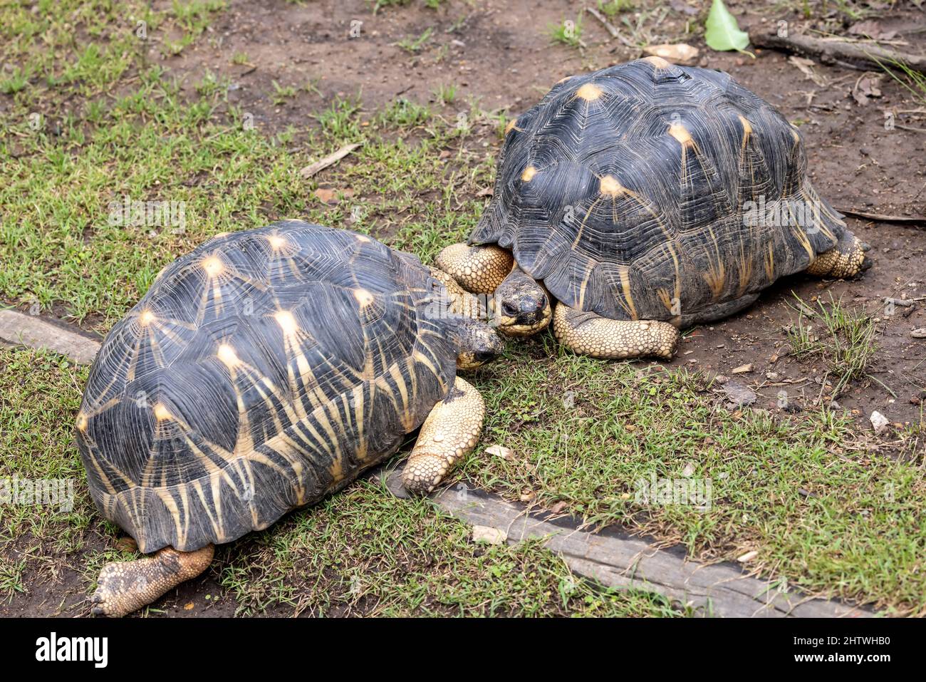 A radiated tortoise hi-res stock photography and images - Alamy